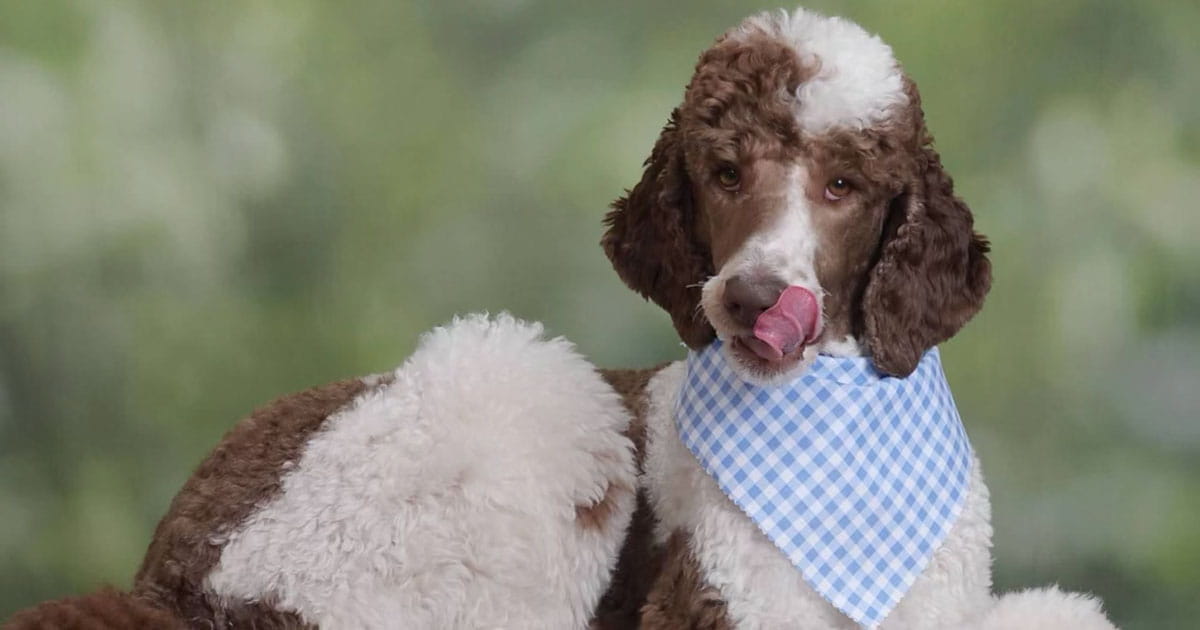 Back to School and Back to Working Like a Dog | Endicott College