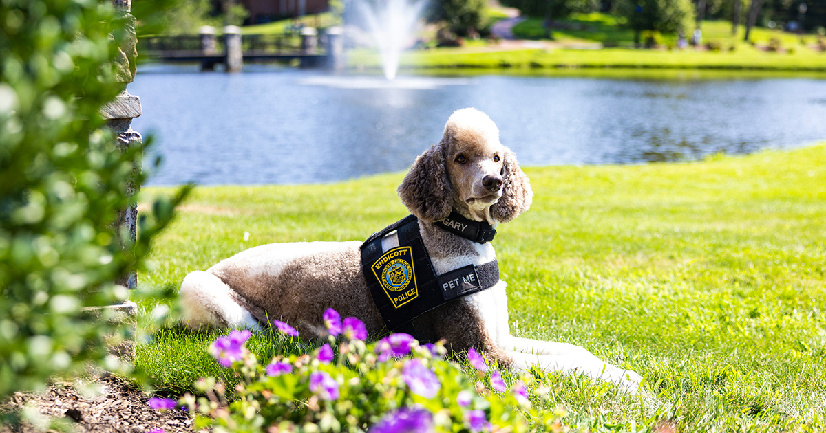 Wellness, Writing, and One Very Good Dog | Endicott College